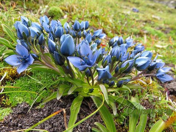 Swertia - Alchetron, The Free Social Encyclopedia