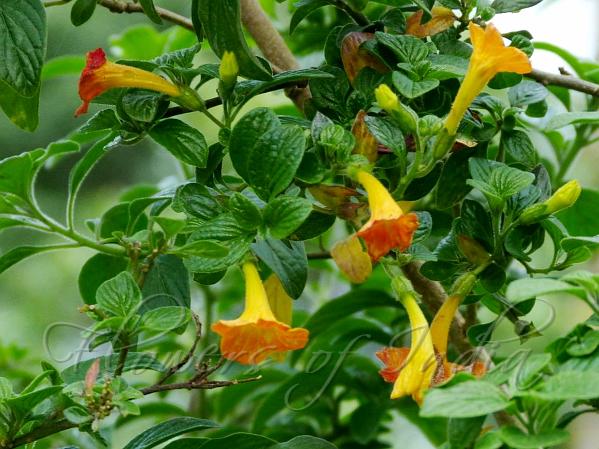 Streptosolen jamesonii - Marmalade Bush