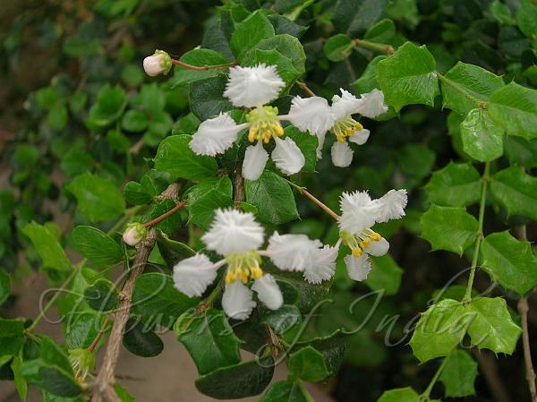 Malpighia coccigera - Miniature Holly