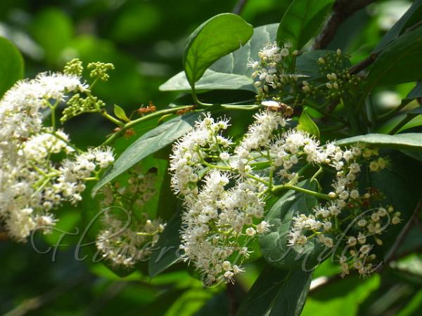 Ehretia cymosa - Murembu Tree