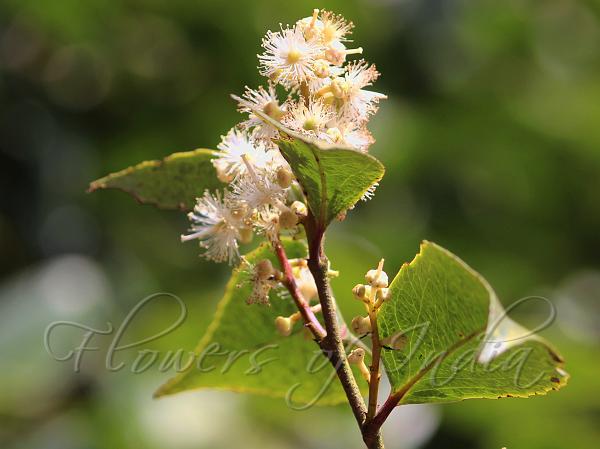 Scolopia crenata - Mysore Potato Plum