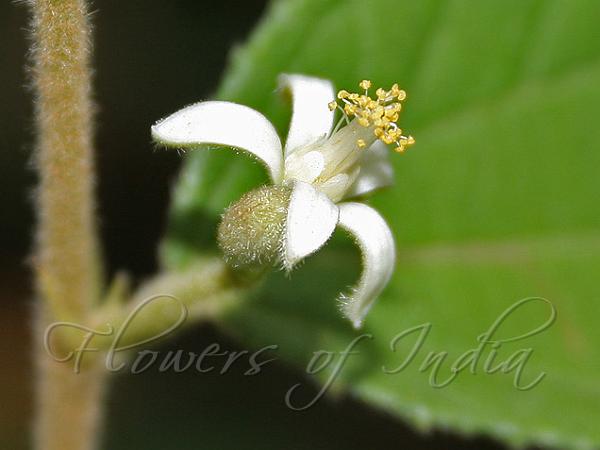 Grewia hirsuta - Nagbala Crossberry