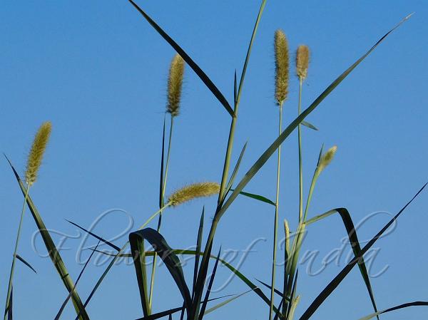 Cenchrus purpureus - Napier Grass