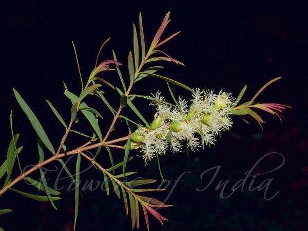 Melaleuca linariifolia - Narrow-Leaf Paperbark
