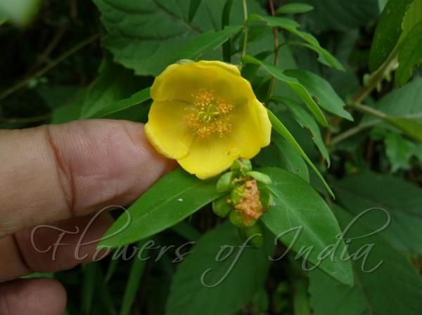 Hypericum uralum - Nepal Hypericum