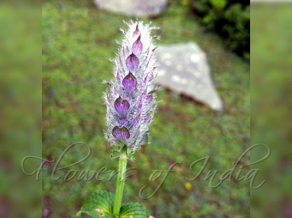 Nepeta nervosa - Nerved Catmint