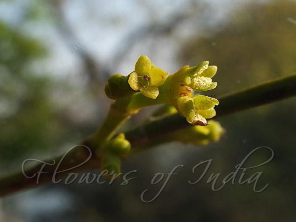 Viscum orientale - Oriental Mistletoe