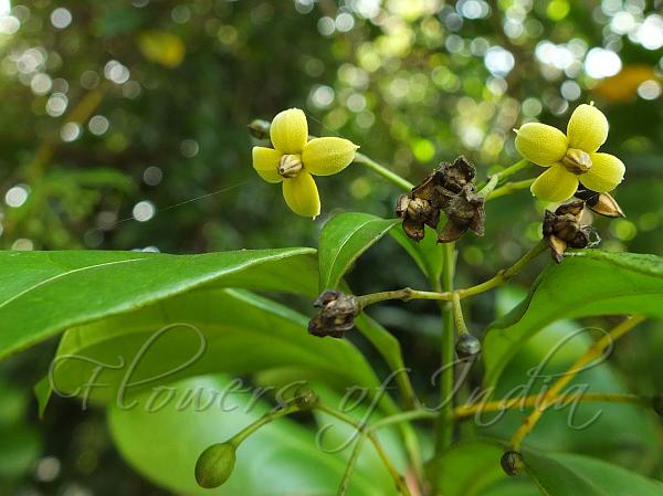 Gardneria ovata - Oval Leaf Gardneria