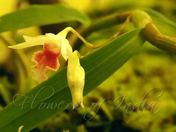 Dendrobium panduratum - Pandurate Dendrobium