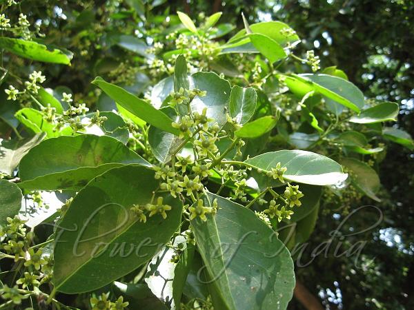 Cassine paniculata - Panicled Cassine