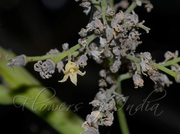 Hevea brasiliensis - Para Rubber Tree