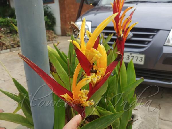 Heliconia psittacorum - Parakeet Flower
