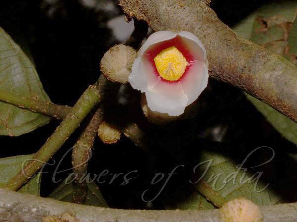 Saurauia armata - Parbatia Sengunia