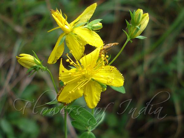 Hypericum perforatum - Perforate Hypericum