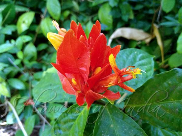 Ruellia chartacea - Peruvian Wild Petunia
