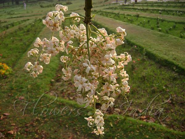 Reutealis trisperma - Philippine Tung Tree