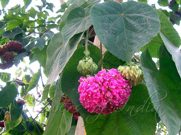 Dombeya wallichii - Pink Ball Dombeya