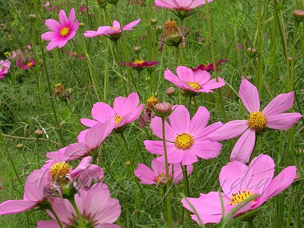Cosmos bipinnatus - Pink Cosmos
