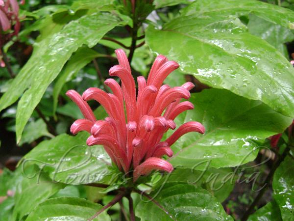 Justicia carnea - Pink Jacobinia