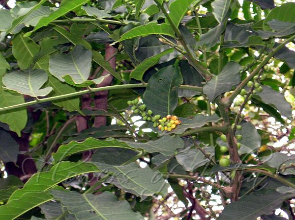 Aphanamixis polystachya - Pithraj Tree