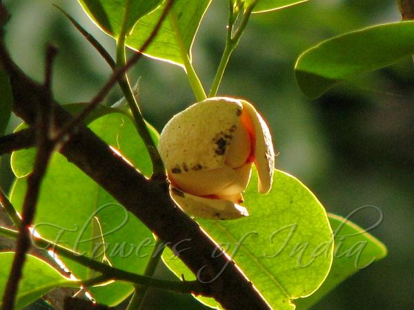 Annona glabra - Pond Apple
