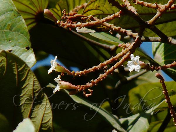 Piliostigma foveolatum - Pore Leaved Bauhinia