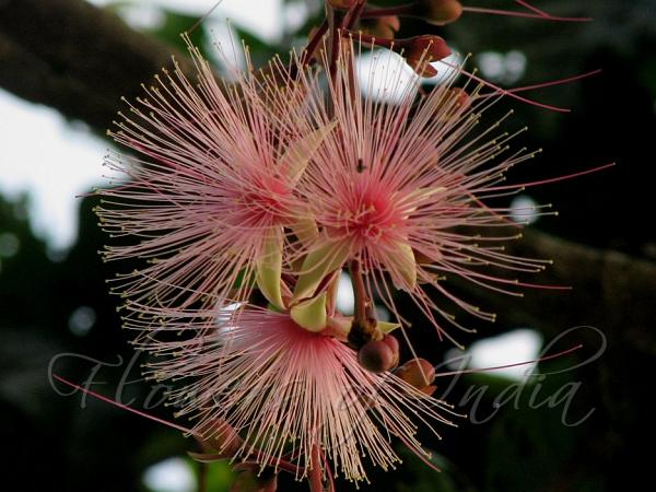 Barringtonia racemosa - Powderpuff Mangrove