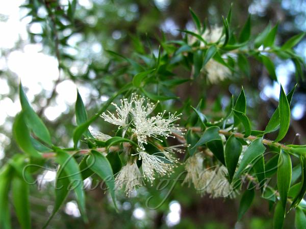 Melaleuca styphelioides - Prickly Paperbark
