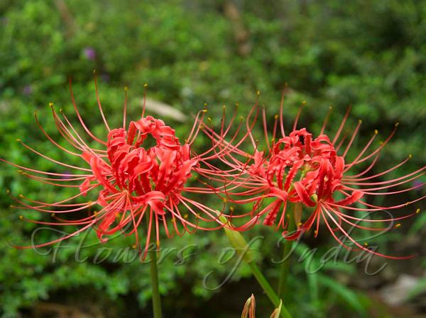 Lycoris radiata - Red Spider Lily