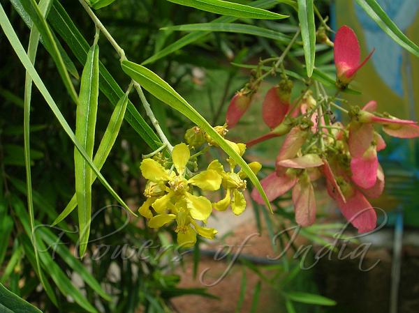 Heteropterys glabra - Red Wing