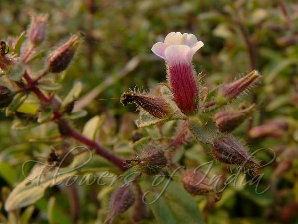Limnophila aromatica - Rice Paddy Herb