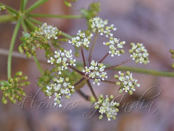 Tetrataenium rigens - Rigid Hogweed