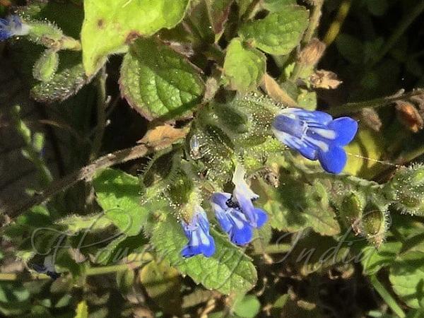 Salvia misella - River Sage