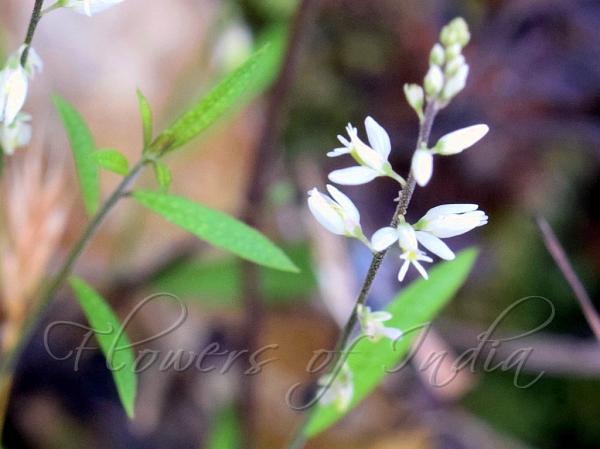 Polygala paniculata - Root Beer Plant
