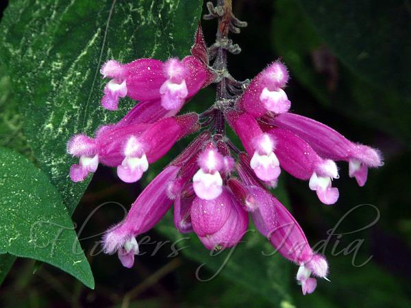 Salvia involucrata - Rosebud Sage