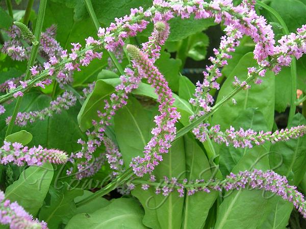 Psylliostachys suworowii - Russian Statice