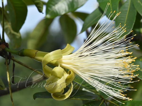 Pachira glabra - Saba Nut