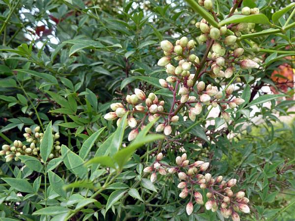 Nandina domestica - Sacred Bamboo