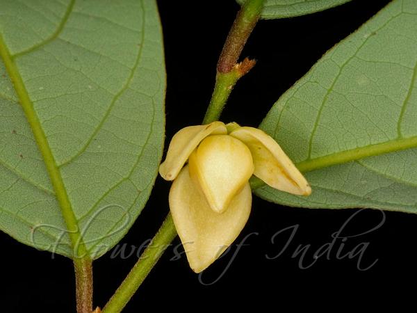 Friesodielsia sahyadrica - Sahyadri Dwaba-Berry