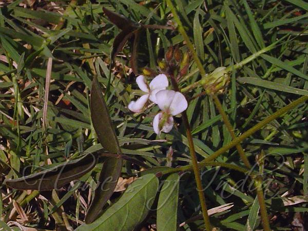 Desmodium scorpiurus - Scorpion Tick Trefoil