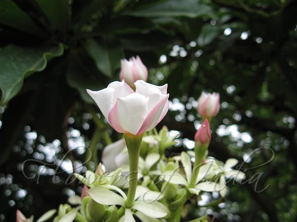 Cerbera manghas - Sea Mango