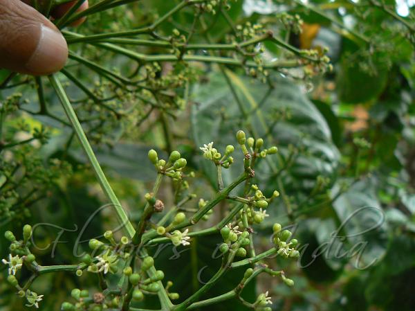 Polyscias scutellaria - Shield Aralia