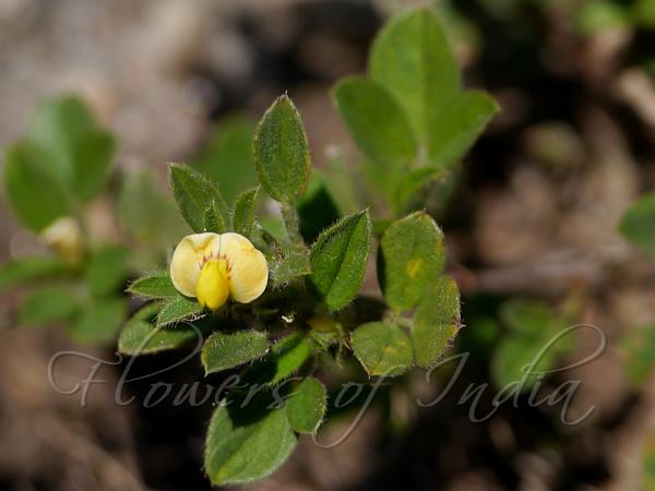 Stylosanthes scabra - Shrubby Stylo