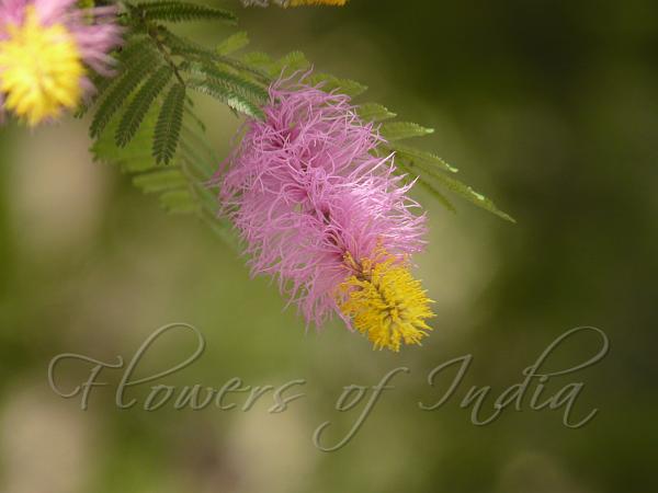Dichrostachys cinerea - Sickle Bush