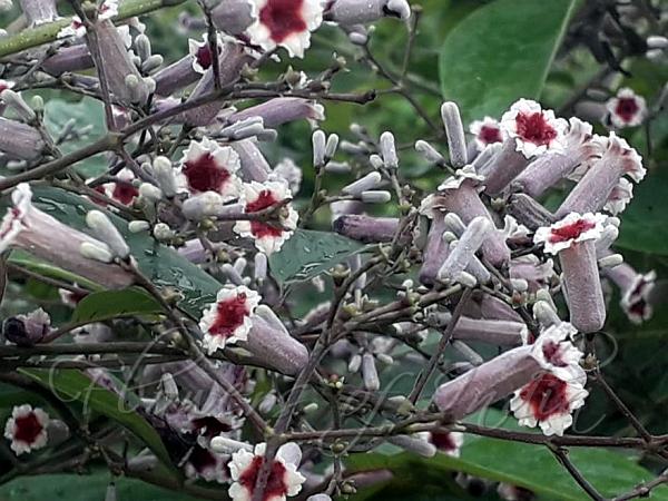 Paederia foetida - Skunk Vine