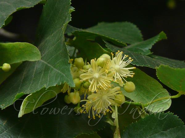 Tilia cordata - Small Leaved Lime