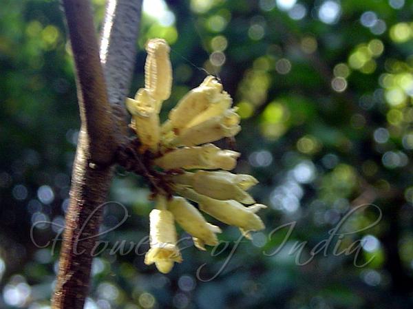 Elaeagnus latifolia - South Indian Silverberry