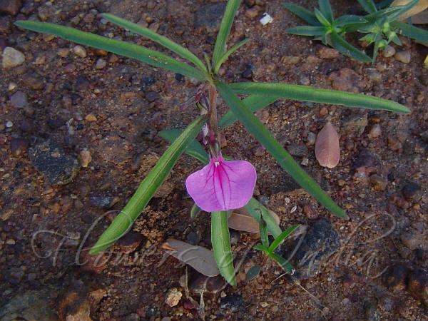 Hybanthus enneaspermus - Spade Flower