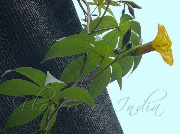 Distimake tuberosus - Spanish Arborvine