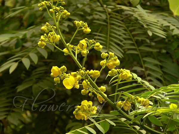 Senna spectabilis - Spectacular Cassia